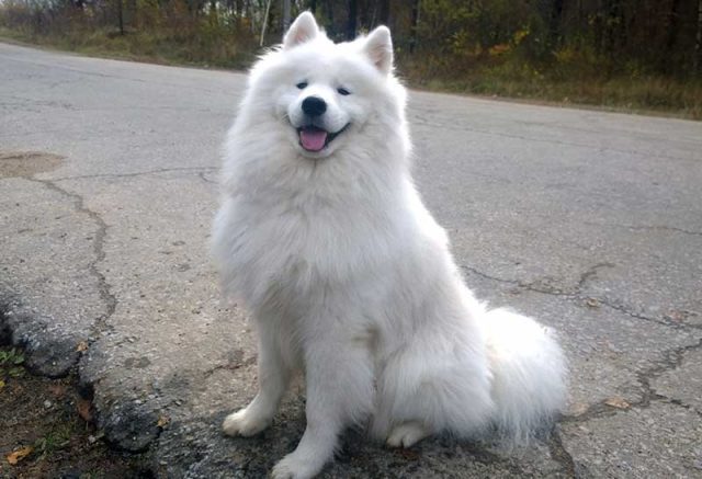 Samoyedo: Origen, Características y Lindas Fotografías de la Raza