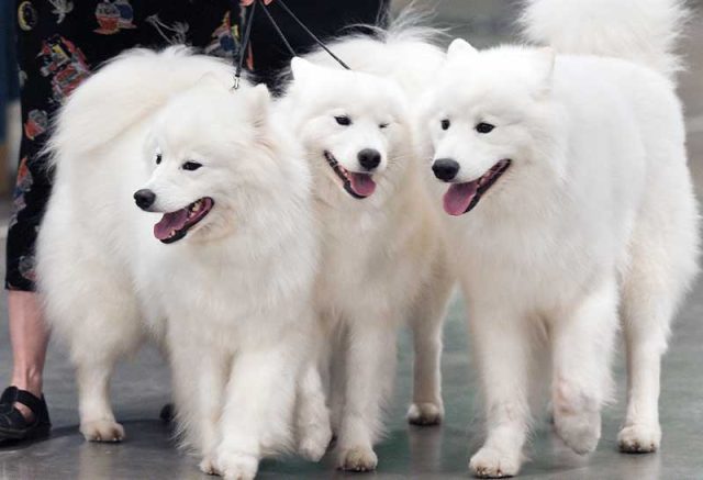 Samoyedo: Origen, Características y Lindas Fotografías de la Raza