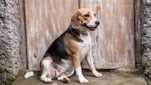 Beagle: Origen, Características y Lindas Fotos de la Raza de Perro