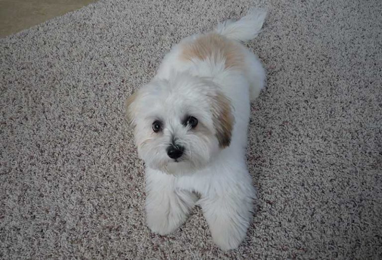 Cotón de tulear: Raza, Origen, características y Lindas fotografías