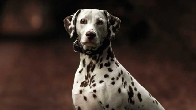 Dálmata