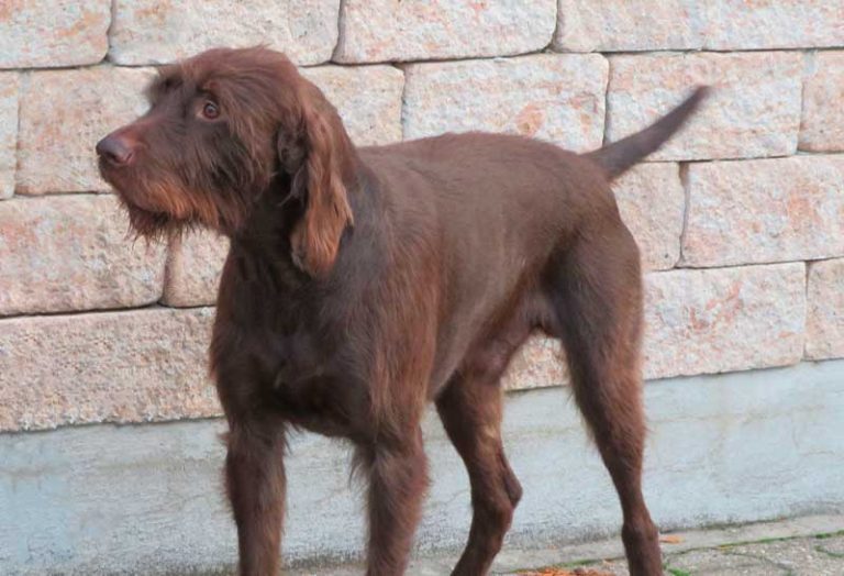 Pudelpointer: Historia, Características y Bonitas Fotos de la Raza