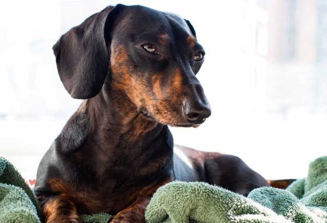 Teckel Miniatura: Origen, Características y Lindas Fotos de la Raza