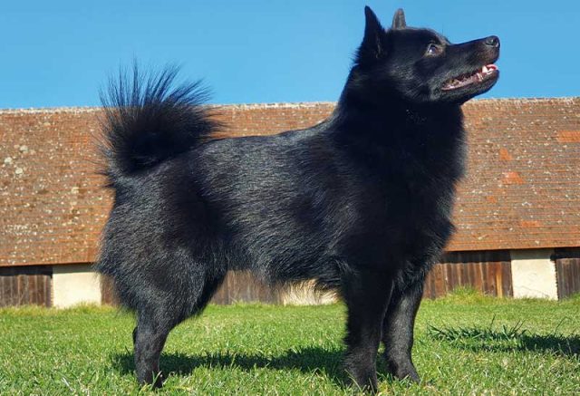 Schipperke: Historia, Comportamiento y Lindas Fotos de la Raza