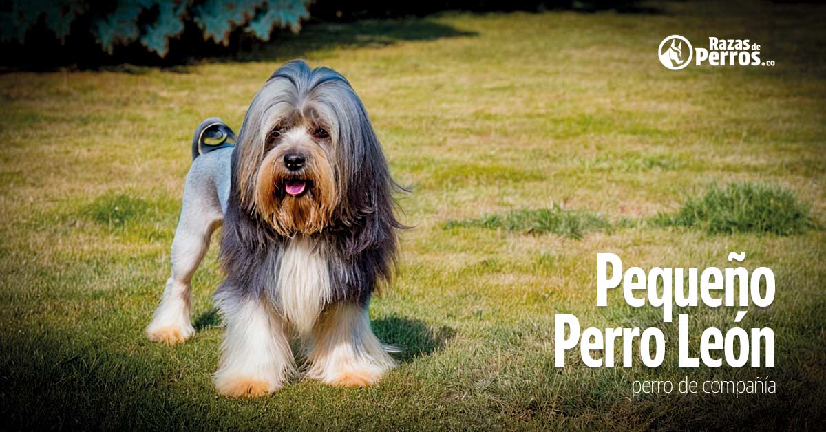 Pequeño Perro León: Origen, Características y Lindas Fotografías