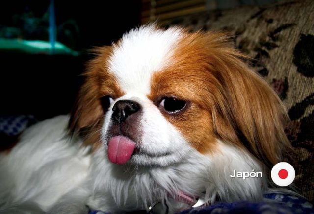 Spaniel Japonés: Origen, Características y Fotos Hermosas de esta Raza