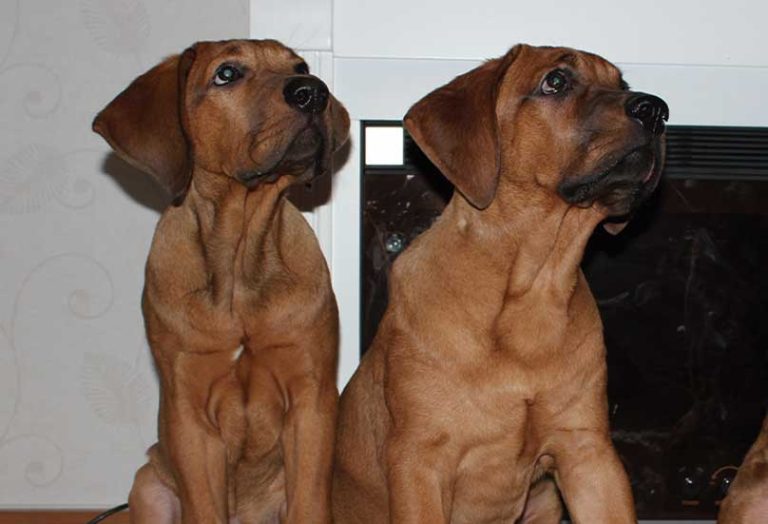 Tosa Inu: Origen, Características y Fotos de esta Fascinante Raza