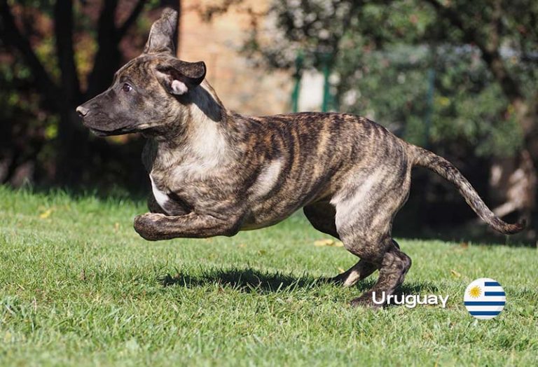 Cimarrón Uruguayo: Origen, Características y Lindas Fotografías