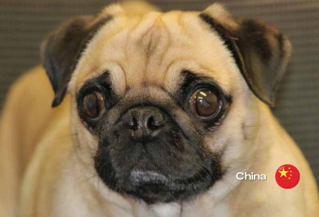 Pug: Origen, Características y Hermosas Fotografías de la Raza