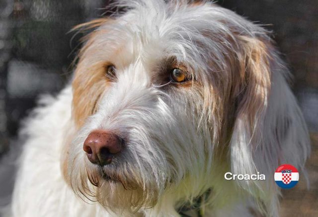 Sabueso de Istria de Pelo Duro: Historia, Características y Fotos