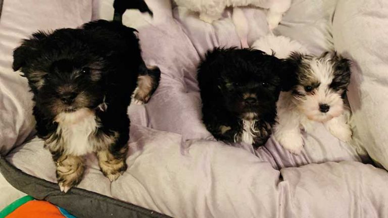 Pequeño Perro León: Origen, Características y Lindas Fotografías