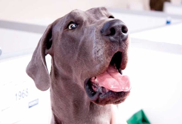 Gran Danés: Origen, Carácter y Fotografías de esta Hermosa Raza