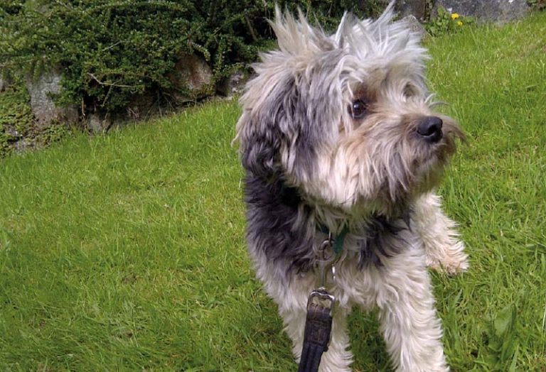 Pequeño Perro León: Origen, Características y Lindas Fotografías