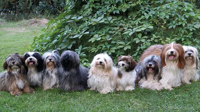 Bichón Habanero: Origen, Características y Fotografías de la Raza
