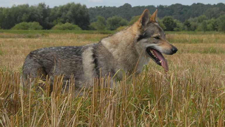 Perro Lobo Checoslovaco: Origen, Características y Lindas Fotos