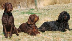 Pudelpointer: Historia, Características y Bonitas Fotos de la Raza
